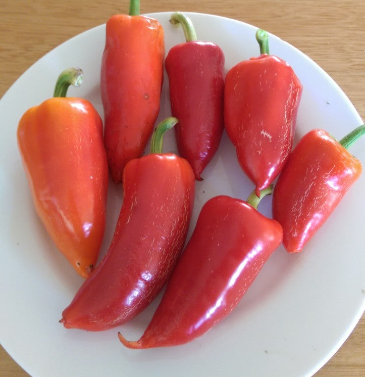 Capsicum Seeds Online – Southern Harvest
