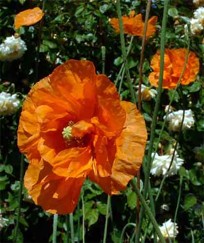 AFRICAN POPPY | Flower Seed – Southern Harvest