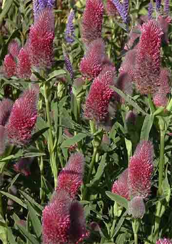 GIANT CLOVER | Flower Seed – Southern Harvest