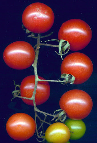 TOMATO 'Tommy Toe' | Vegetable Seed – Southern Harvest