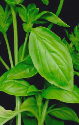 BASIL 'GENOVA' | Herb Seed – Southern Harvest