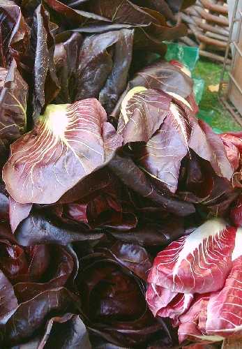 RADICCHIO 'Rossa di Treviso' | Vegetable Seed – Southern Harvest