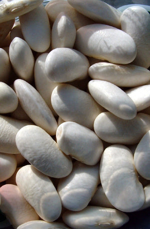 Runner Bean 'White Dutch' | Vegetable Seed – Southern Harvest