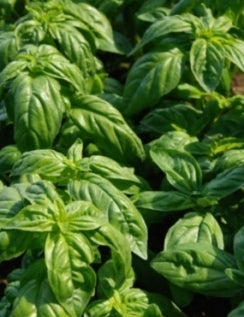 Basil ‘Sweet Italian’ | Herb Seed – Southern Harvest