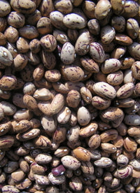 Bulk Seed Online – Southern Harvest