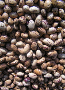 BEAN BORLOTTI ‘Red Rooster’ | Vegetable Seed – Southern Harvest