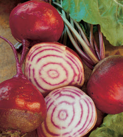 BEETROOT ‘Chioggia’ | Vegetable Seed – Southern Harvest