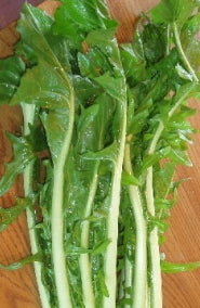 CHICORY ‘Catalogna Frastagliata’ | Vegetable Seed – Southern Harvest