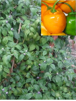 Chilli ‘Tree Chilli/Rocoto’ | Vegetable Seed – Southern Harvest