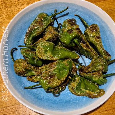 Chilli ‘Pimientos de Padron’ | Vegetable Seed – Southern Harvest