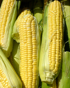 Sweet Corn ‘Max’ F1 | Vegetable Seed – Southern Harvest