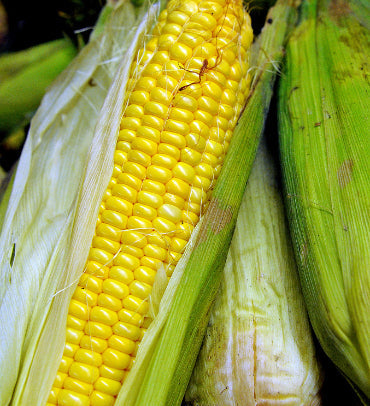 Sweet Corn ‘True Gold’ | Vegetable Seed – Southern Harvest
