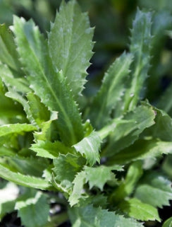 Culantro/Mexican Corriander | Herb Seed – Southern Harvest