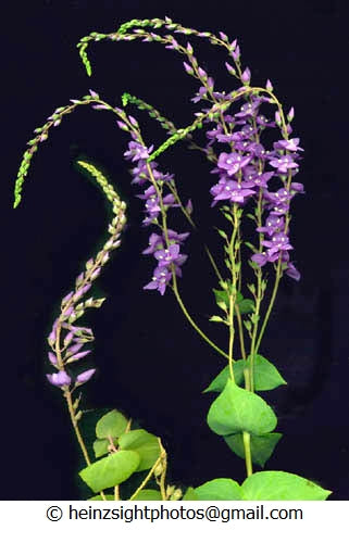 DERWENT SPEEDWELL | Native Seed – Southern Harvest