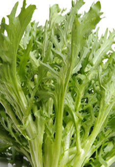 ENDIVE ‘Salad King’ | Vegetable Seed – Southern Harvest