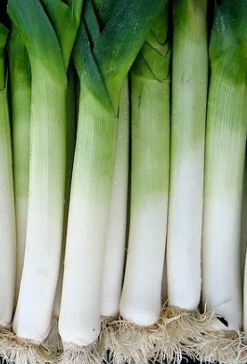 LEEK 'Giant Carentan' | Vegetable Seed – Southern Harvest