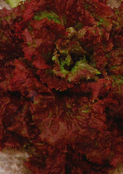 Lettuce 'Apache' | Vegetable Seed – Southern Harvest