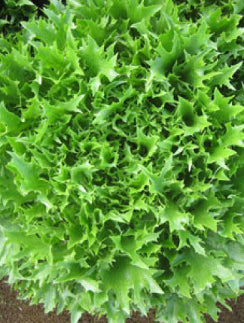 Lettuce ‘Tango’ | Vegetable Seed – Southern Harvest