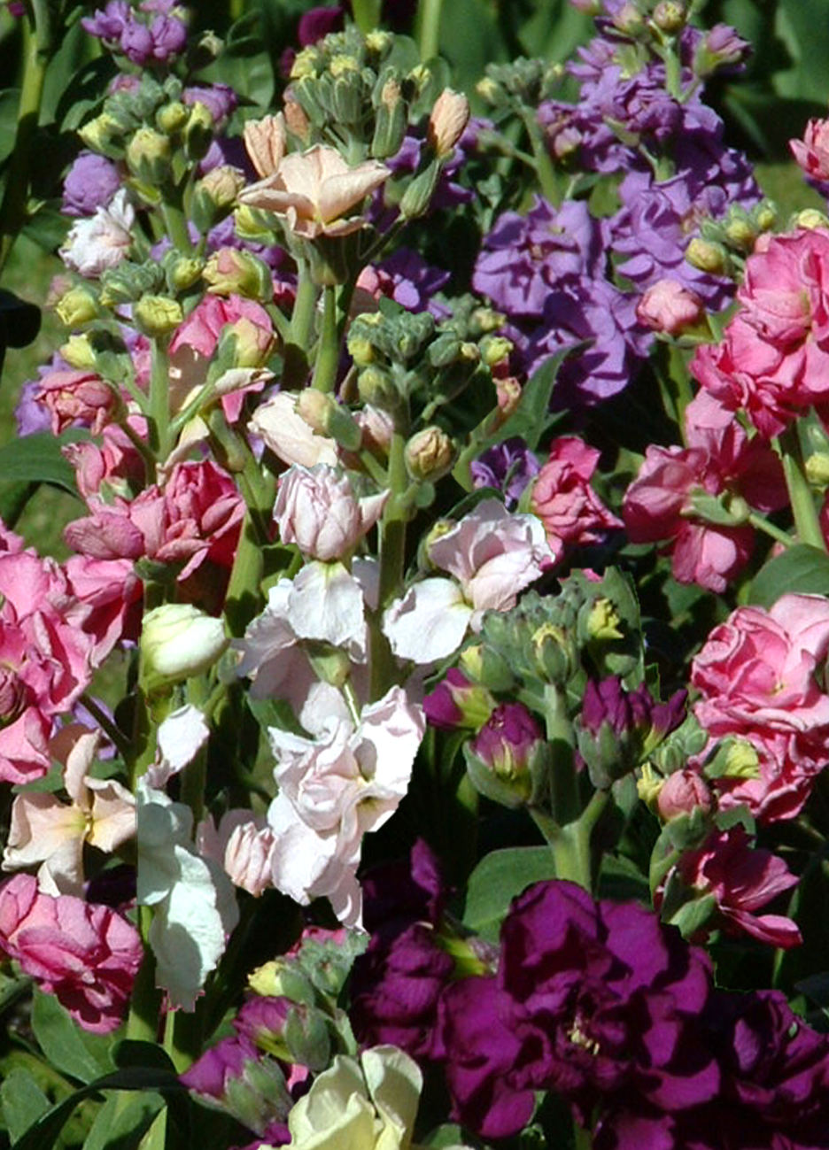 STOCK ‘Giant Column Mix’ | Flower Seed – Southern Harvest