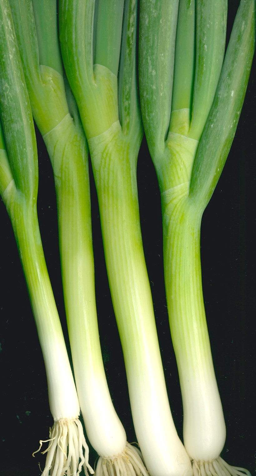 Spring Onion 'Bunching' | Vegetable Seed – Southern Harvest