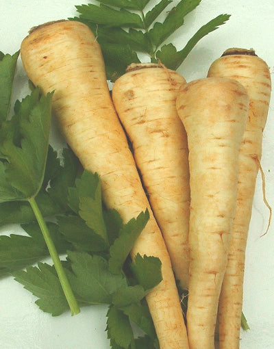 Parsnip ‘Hollow Crown’ | Vegetable Seed – Southern Harvest