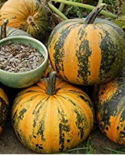 Pumpkin ‘Styrian Hulless’ | Vegetable Seed – Southern Harvest