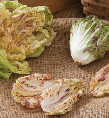 RADICCHIO ‘Bel Fiore’ | Vegetable Seed – Southern Harvest