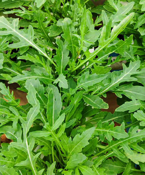 ROCKET ‘Pronto’ | Vegetable Seed – Southern Harvest