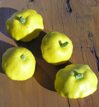 SQUASH ‘Sunburst’ | Vegetable Seed – Southern Harvest