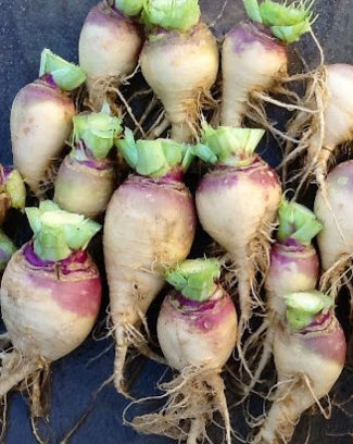Swede ‘Aspen Purple Top’ | Vegetable Seed – Southern Harvest