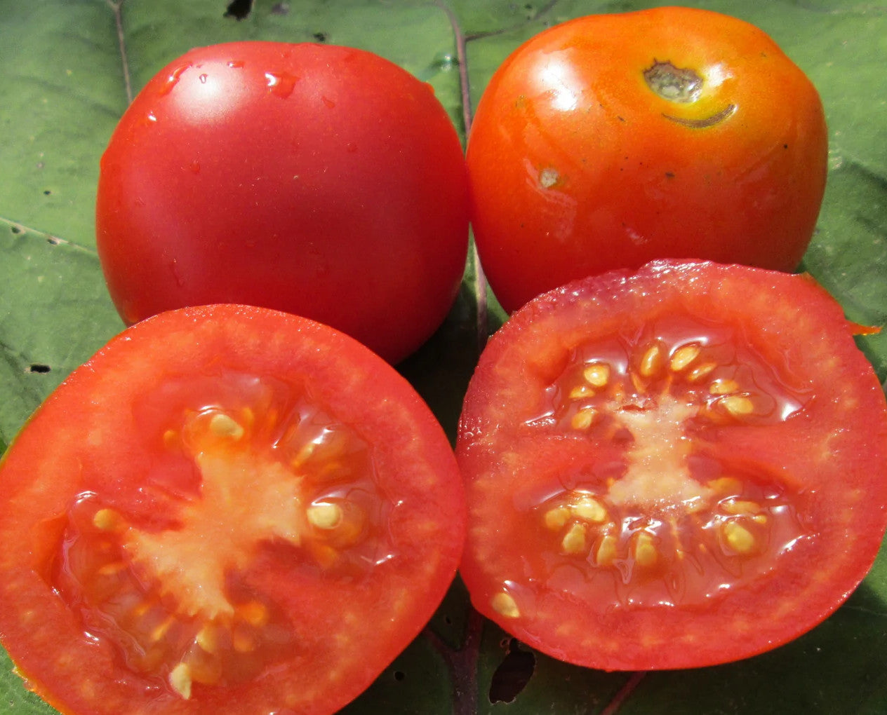 TOMATO 'Burwood Prize' | Vegetable Seed – Southern Harvest