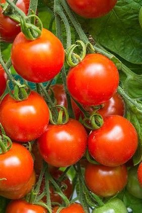 TOMATO 'Sweet English' | Vegetable Seed – Southern Harvest