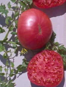 TOMATO 'Valiant' | Vegetable Seed – Southern Harvest