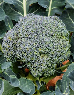 BROCCOLI ‘Marathon F1 | Vegetable Seed – Southern Harvest