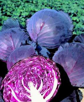 CABBAGE ‘Ruby Perfection’ F1 | Vegetable Seed – Southern Harvest
