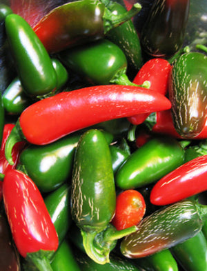 CHILLI ‘Early Jalapeno’ | Vegetable Seed – Southern Harvest