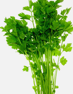 ‘Kintsai’, Chinese Celery | Vegetable Seed – Southern Harvest