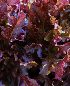 LETTUCE ‘Spritzer’ | Vegetable Seed – Southern Harvest