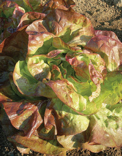 Lettuce 'Red Cross' | Vegetable Seed – Southern Harvest
