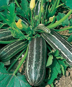 MARROW ‘Long Green’ | Vegetable Seed – Southern Harvest