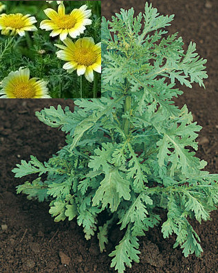 Edible Chrysanthemum ‘Shungiku’ | Vegetable Seed – Southern Harvest